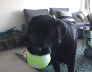 Animal-Computer Interaction Group – Researching how animals can access ...