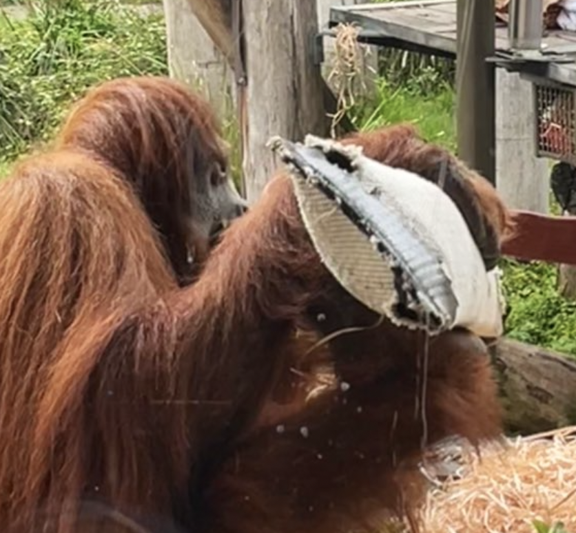 What Are We Up To? – Animal-Computer Interaction Group